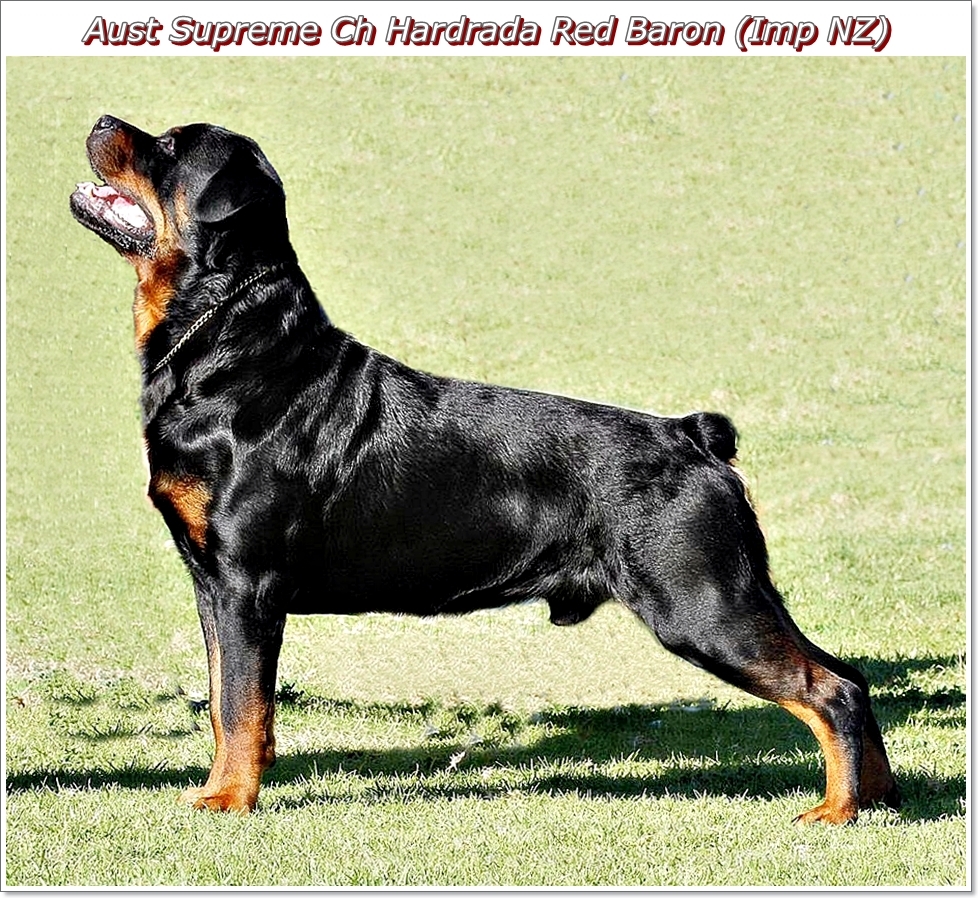 Hardrada Rottweilers: Champions
